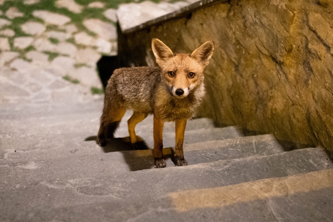 ORSO, GHIRO, SCOIATTOLO...quali specie vanno in LETARGO?